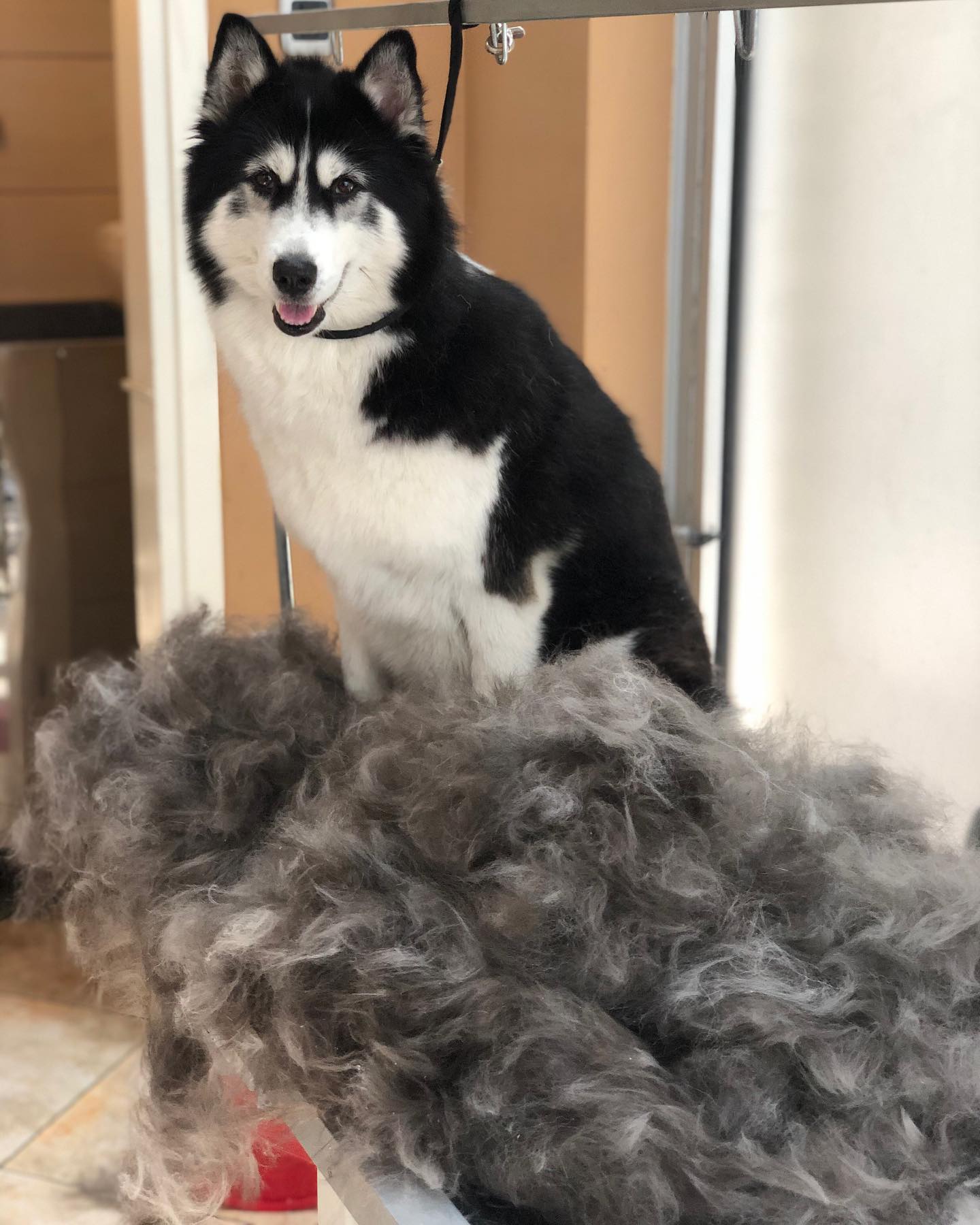 Slike pasa - Salon za negu i šišanje pasa